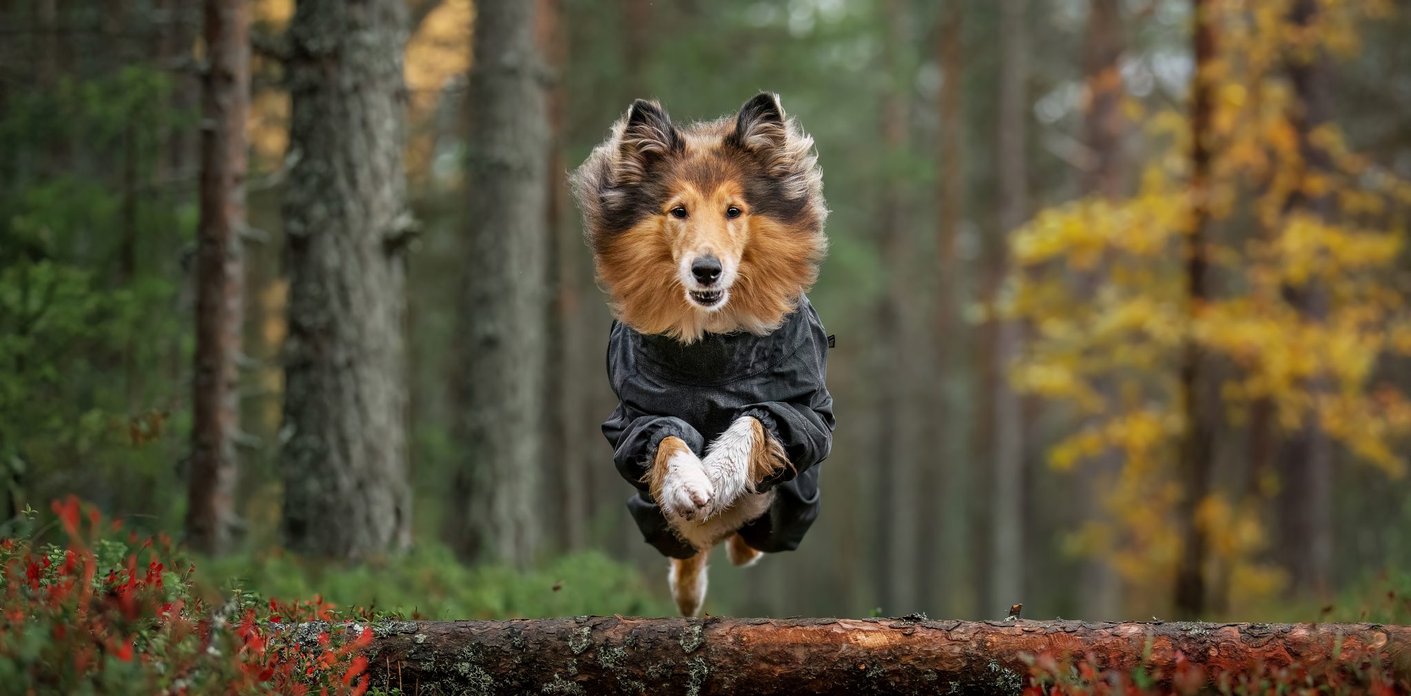 Trade Accounts | TranAm